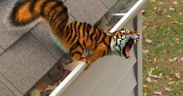 Funny Pictures Gallery: Funny tigers, Random funny pictures tiger