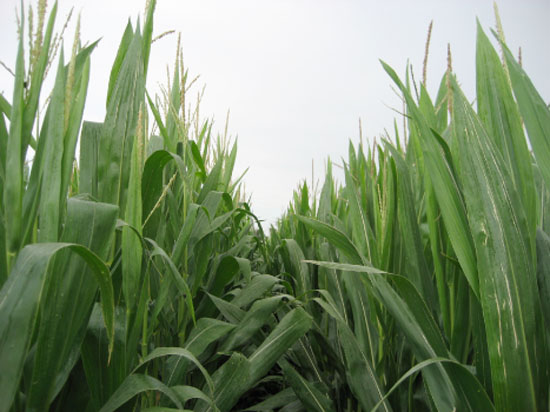 Detasseling Season ~ Faithfulness Farm