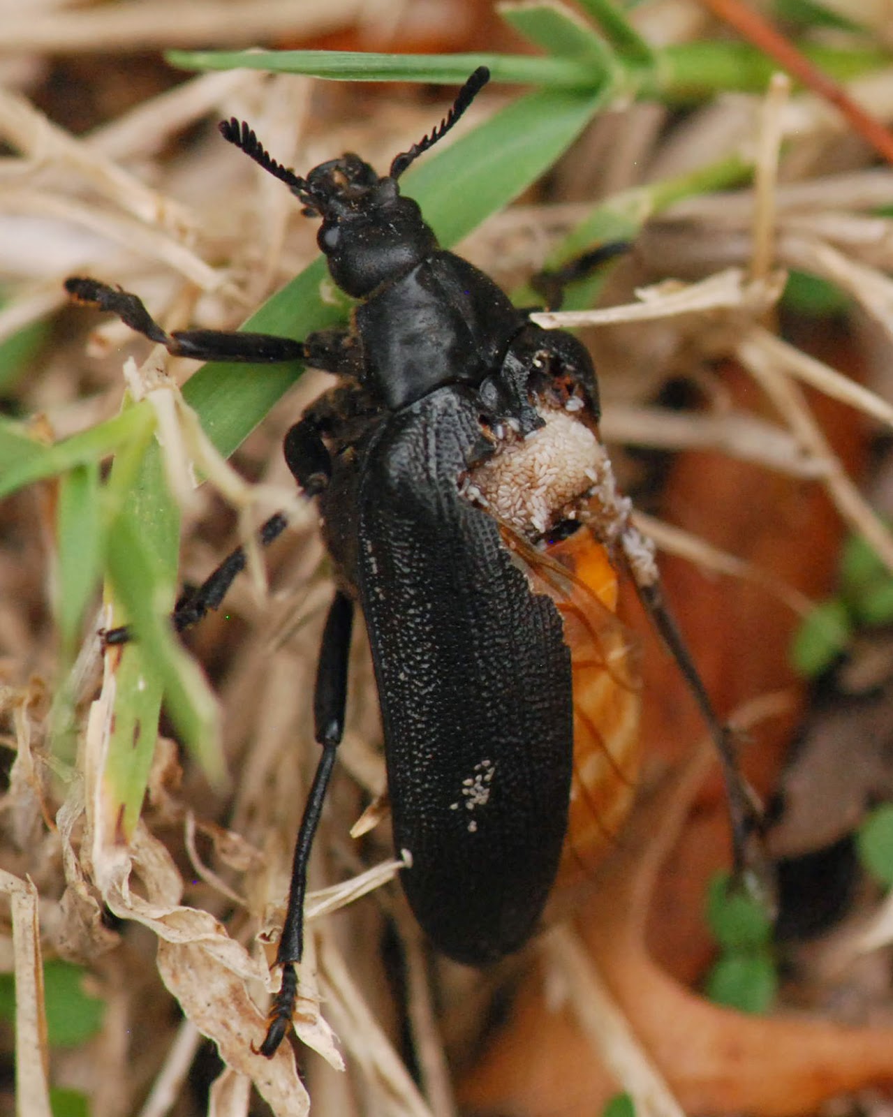 Gaia Garden: Another Worry for Cicadas: Cedar Beetles
