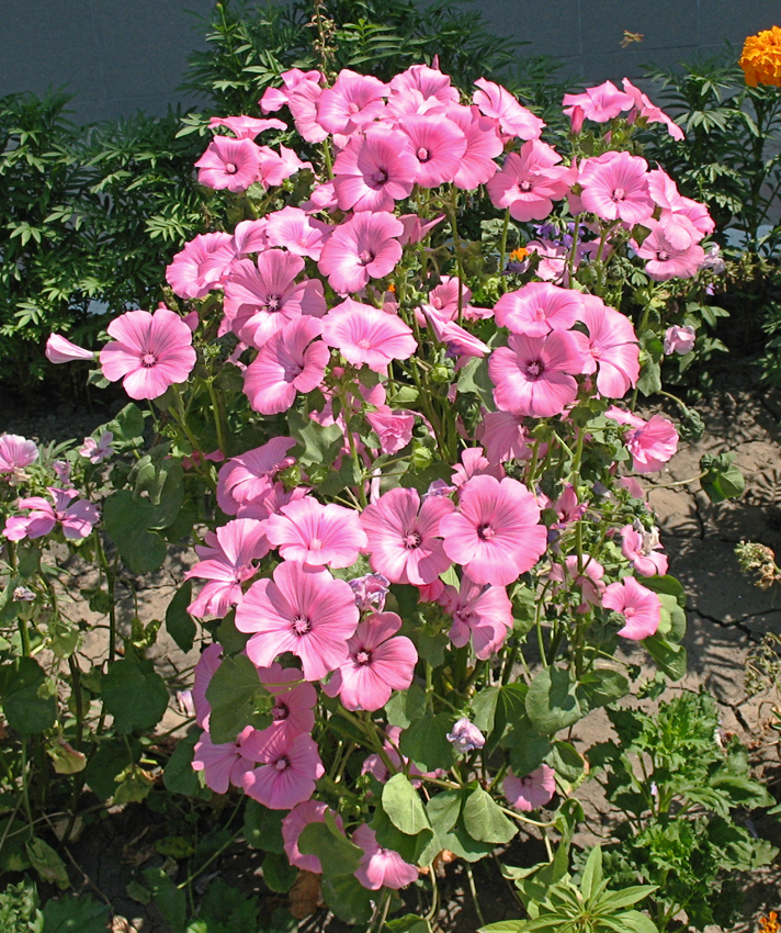 Diário de uma Sementeira: Vários tipos de Malva medicinal