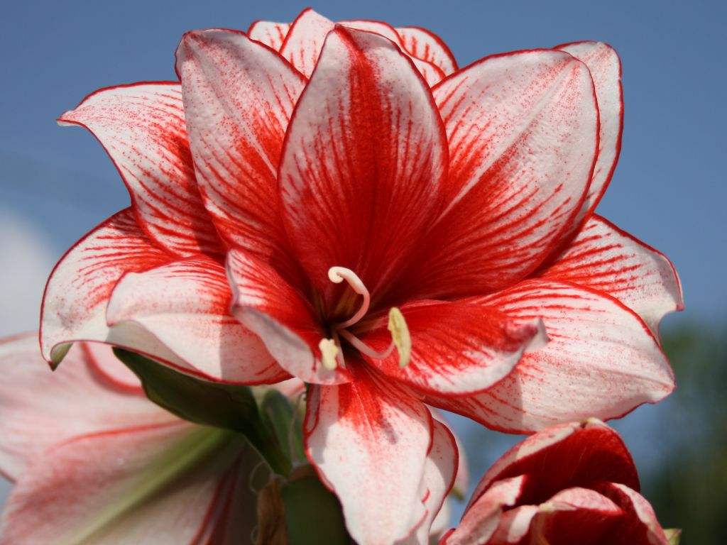 Amaryllis | World Of Flowers