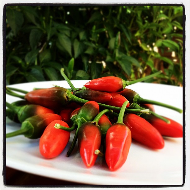 iCuriosity: Secret to growing *hot* chillie