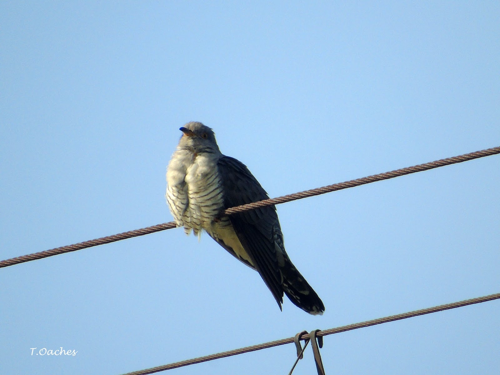 PASARI DIN ROMANIA: CUCUL (1), Cuculus canorus