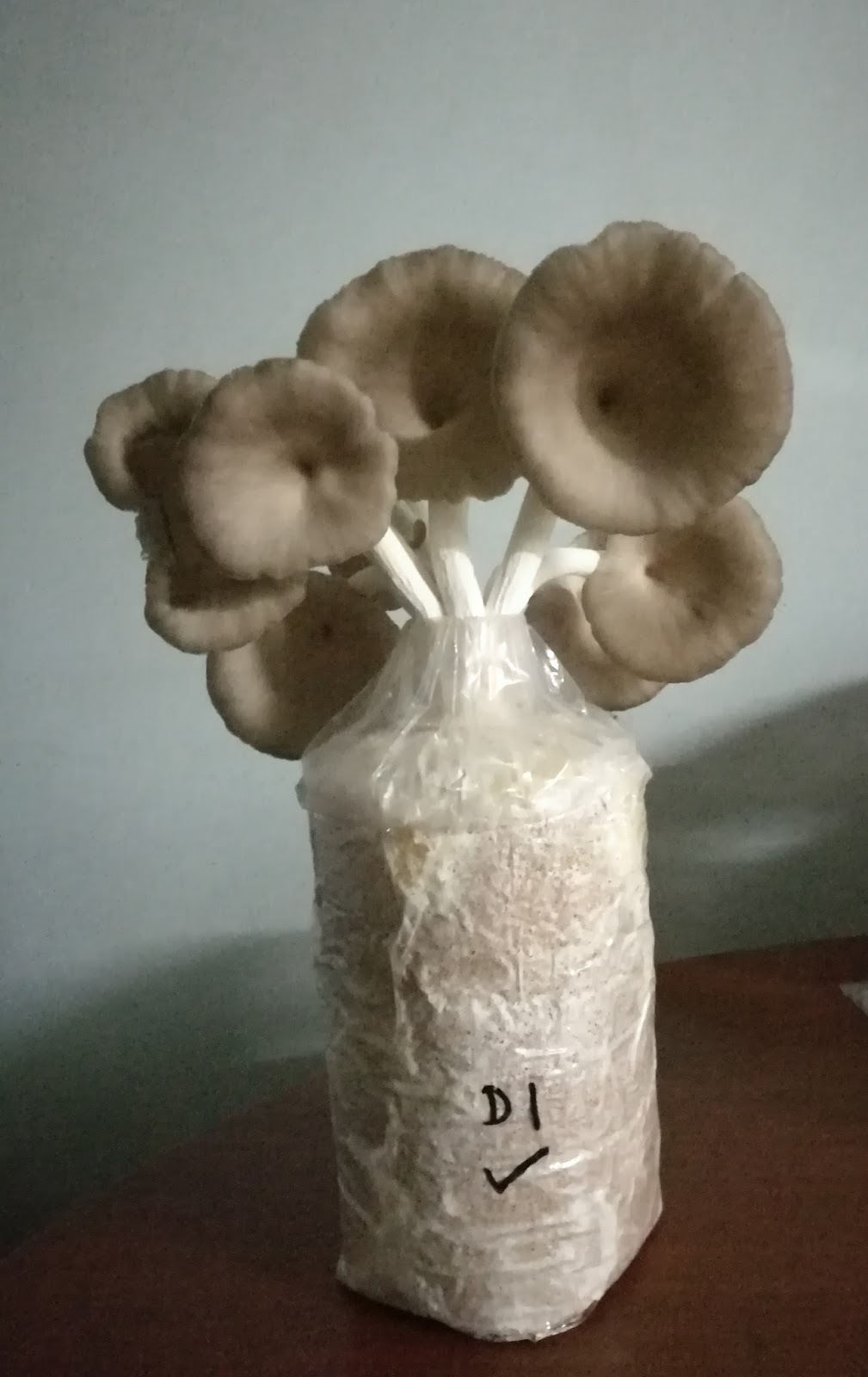 FUNGCO MUSHROOM CULTIVATION: bongkah cendawan sedia untuk pembekalan!!