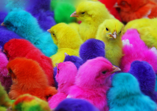 The Colorful White: Colorful Chicks
