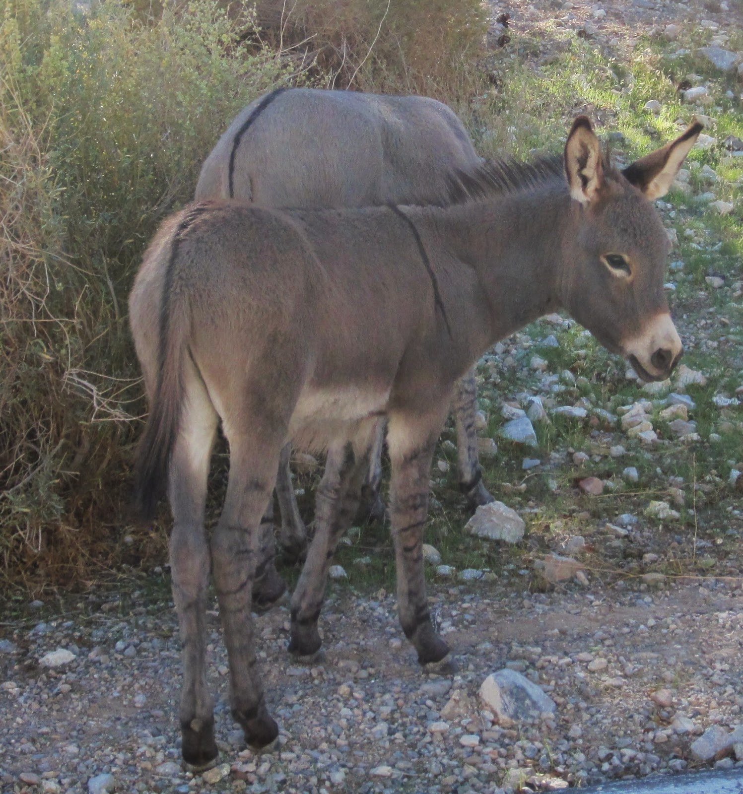 Cannundrums: Donkey Meat - Dunhuang