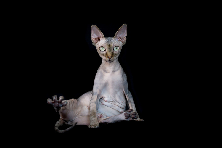 White Wolf : Unique beauty of furless Sphynx cats are captured in ...