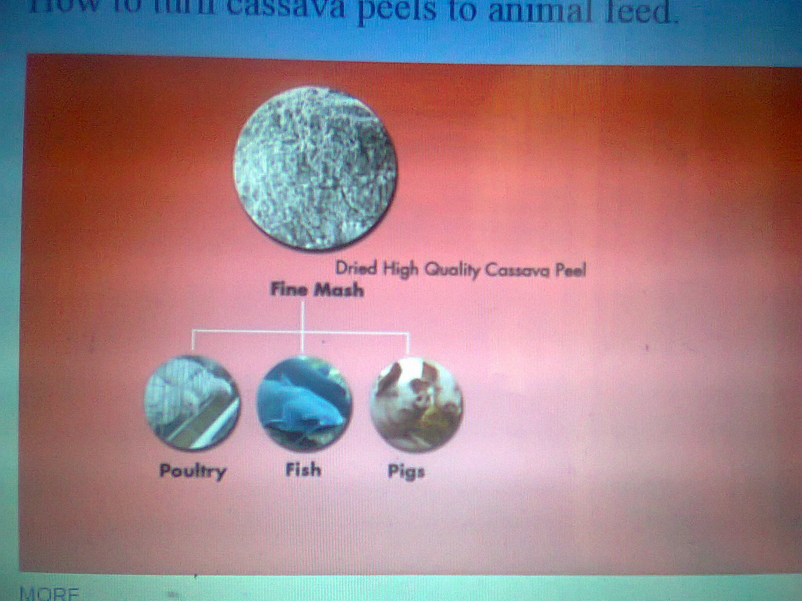 AGRO VETERINARY BUSINESS AGRIBUSINESS How To Feed Fish With Cassava agro-veterinary-business-agribusiness-how-to-feed-fish-with-cassava