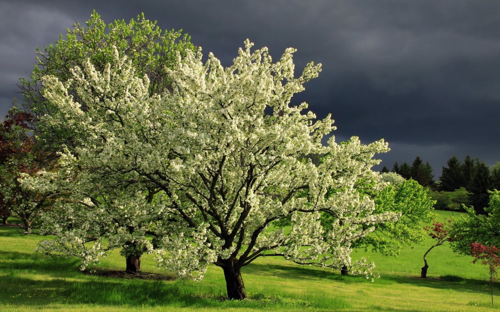 FREE WALLPAPERS - HD WALLPAPERS - DESKTOP WALLPAPERS: Spring Season Trees