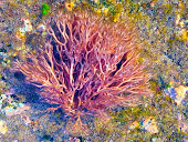 Rafael Microfauna Marina: Galaxaura rugosa (Algas rojas)