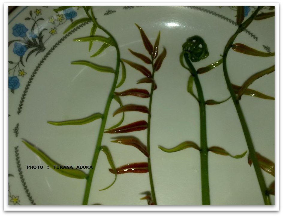 TUMIS PUCUK PAKU MERAH | Tirana Aduka