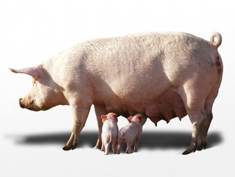 Alumnos al Dia: LOS CERDOS