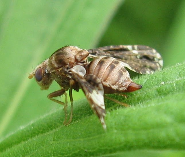 Tangled Web: Goldenrod Gall Fly (Eurosta solidaginis)