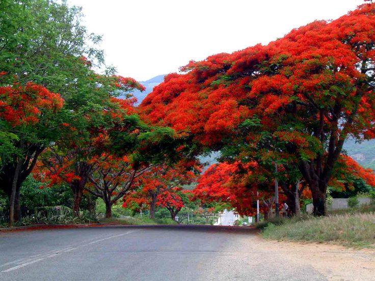 ARBORETUM: MAYO 2016 (Acacia roja)