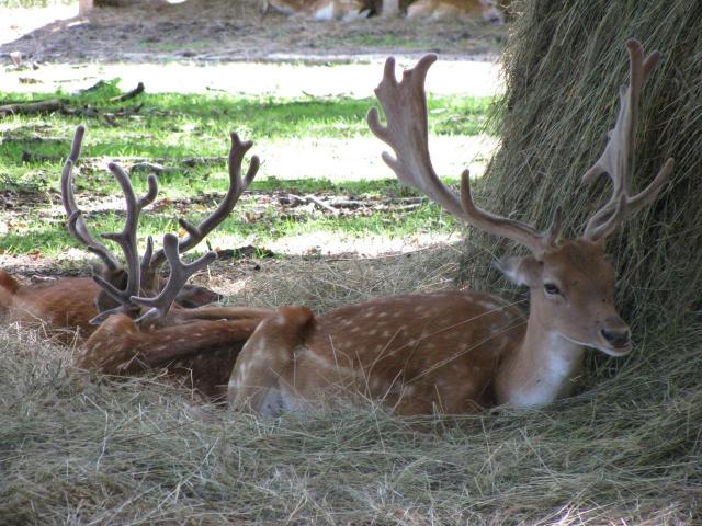 ANIMALE: CERBUL LOPATAR