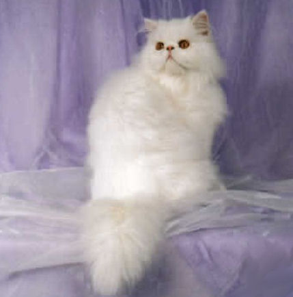 Persian Cat and Care