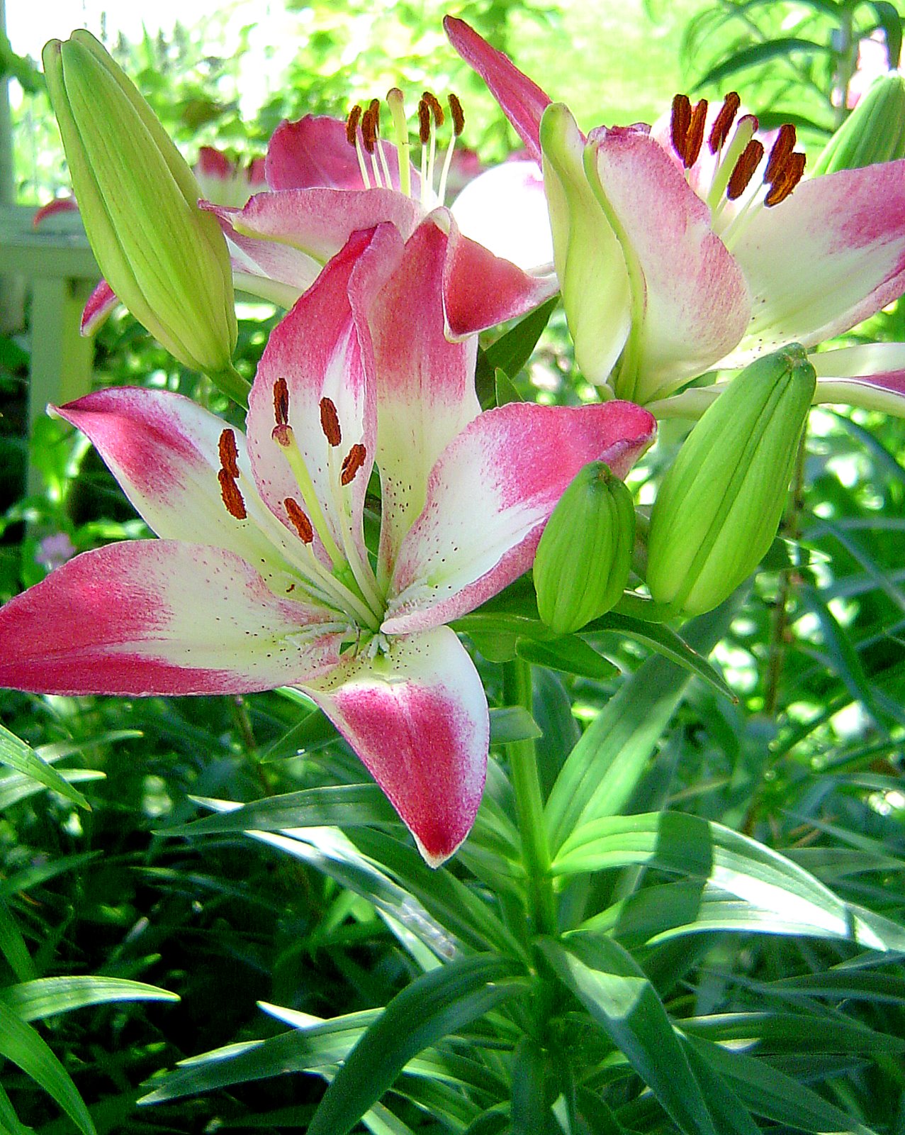 Meadowsweet Cottage: Carnation, Lily, Lily, Rose