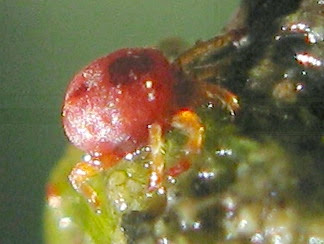 Variety of Life: Limnesiidae