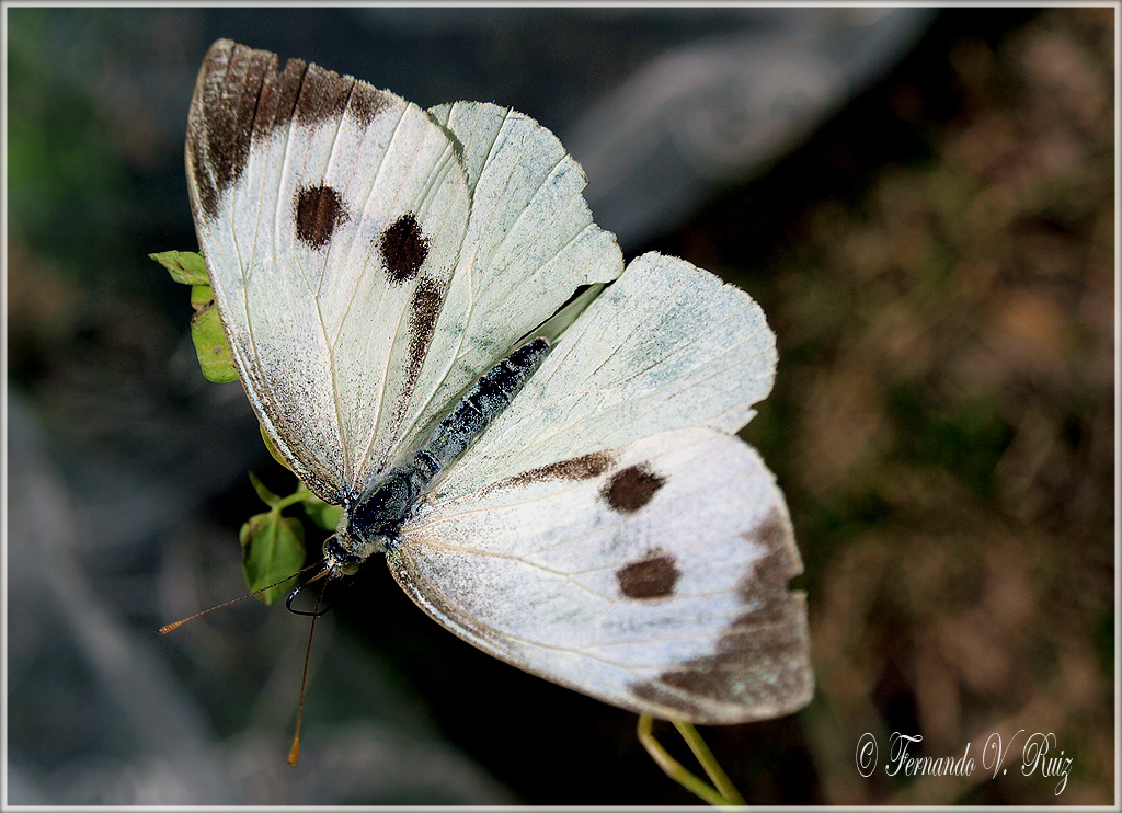 Insectos de La Rioja: Pieris brassicae