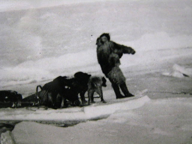 The Museum of Dying Giants: The Museum of Dying Giants