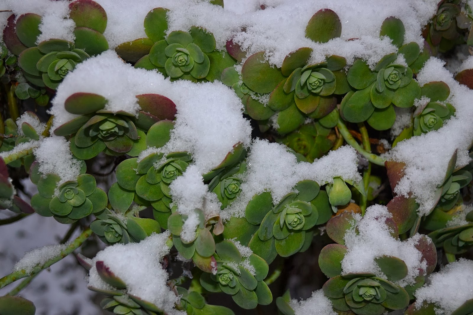 The Outlaw Gardener: Sedum palmeri - My Favorite Plant this week.