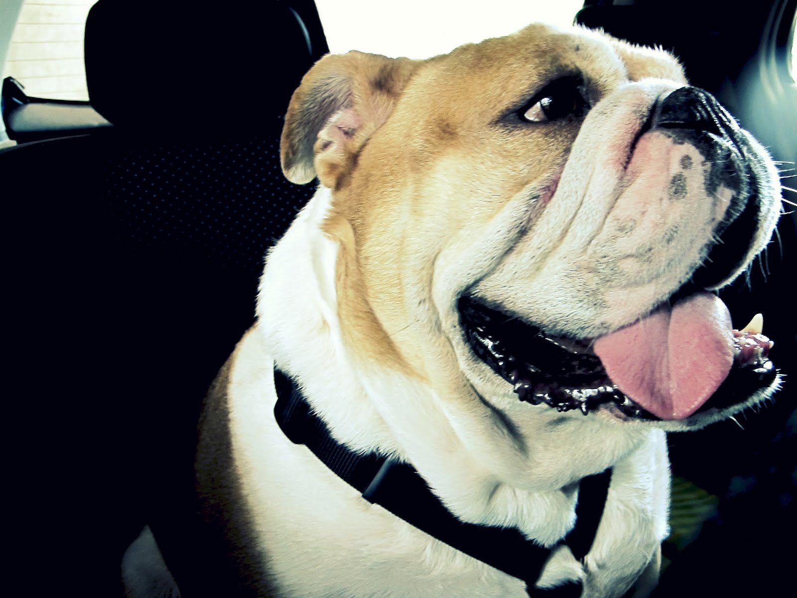 four-eyes rella: Tank's cavernous maw, aka one million photos of a bulldog.