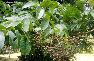 TuLu Research & Studies: 367. A wild spice: Jummana /Kavunte kāyi