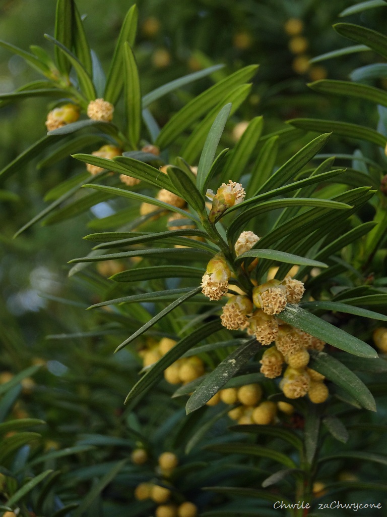 Chwile zaChwycone: Cis pospolity w marcu