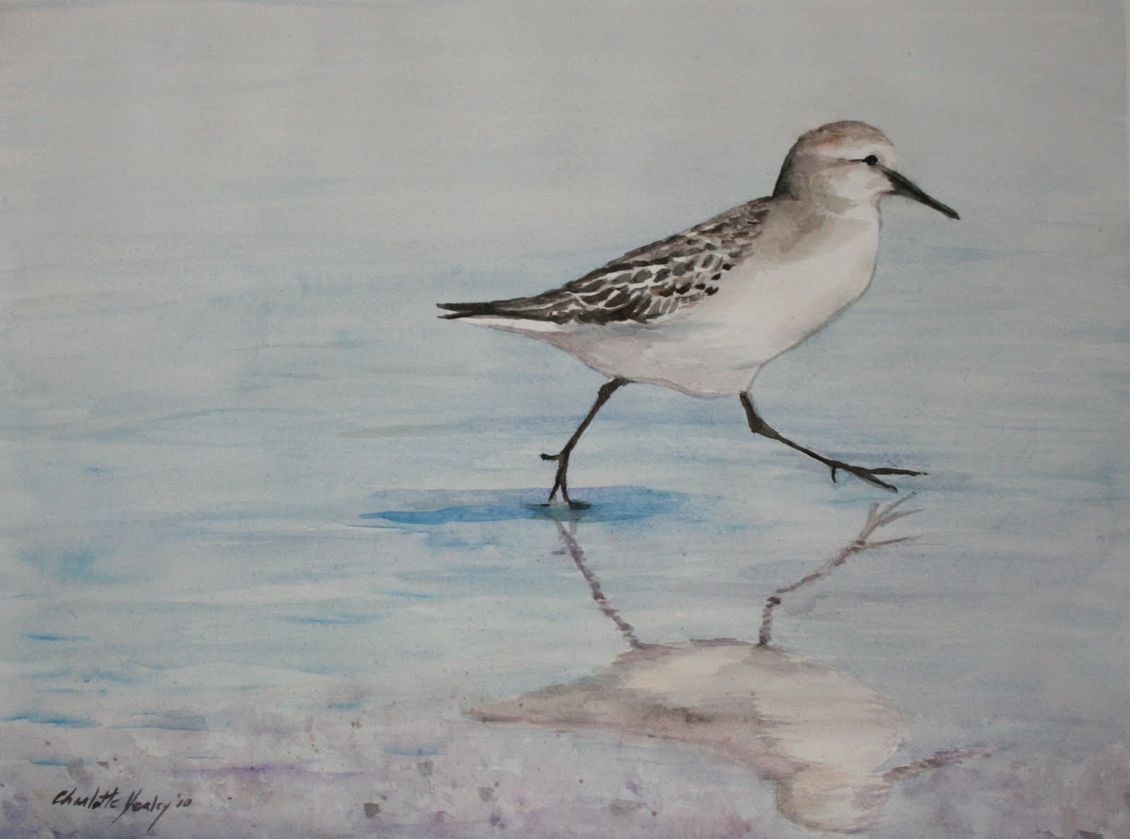 Art by Charlotte Yealey: "Sand Piper Shore Bird" Watercolor by ...
