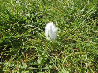 Skovtrolden & Haveheksen