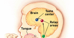 How taste buds works.... - UREKA the media for science