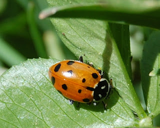 blackoaknaturalist: A Coleopteran Moment