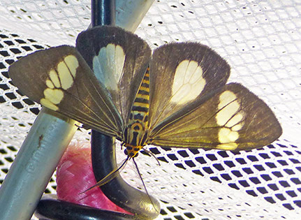 BunyipCo: Moth Night 2016