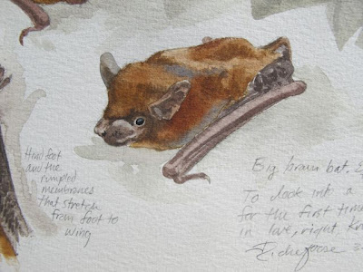 Julie Zickefoose on Blogspot: Let's Paint Bats!