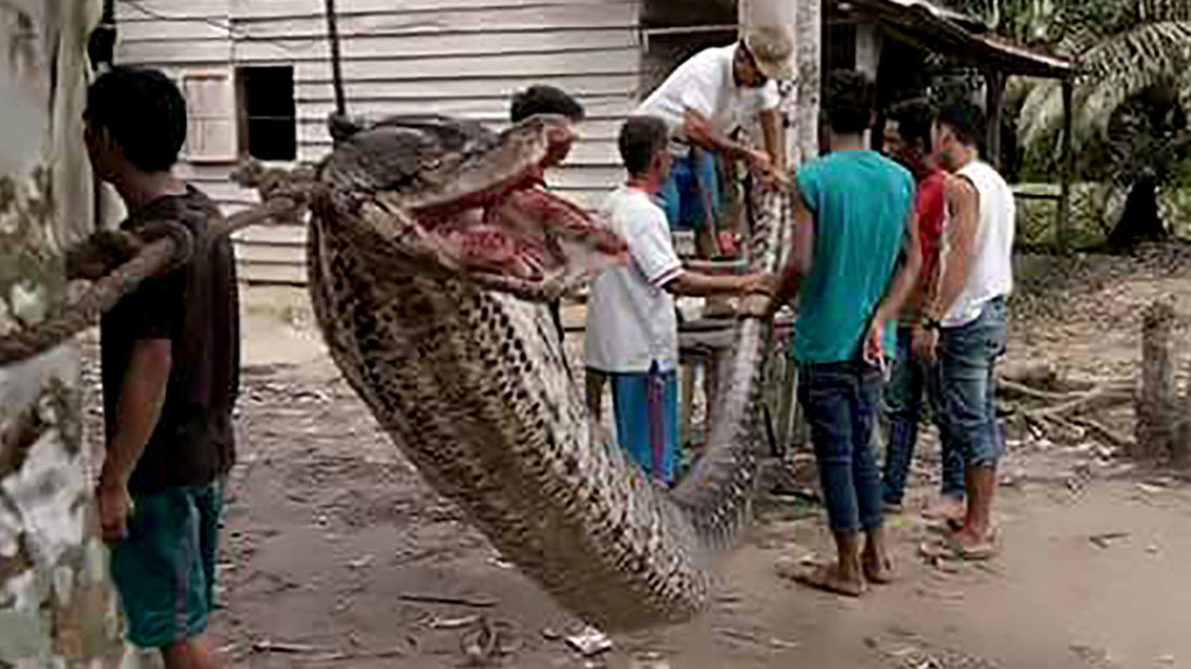 ASKiNG MEDiA Blog: 'Unbelievably huge' python fried for feast after ...