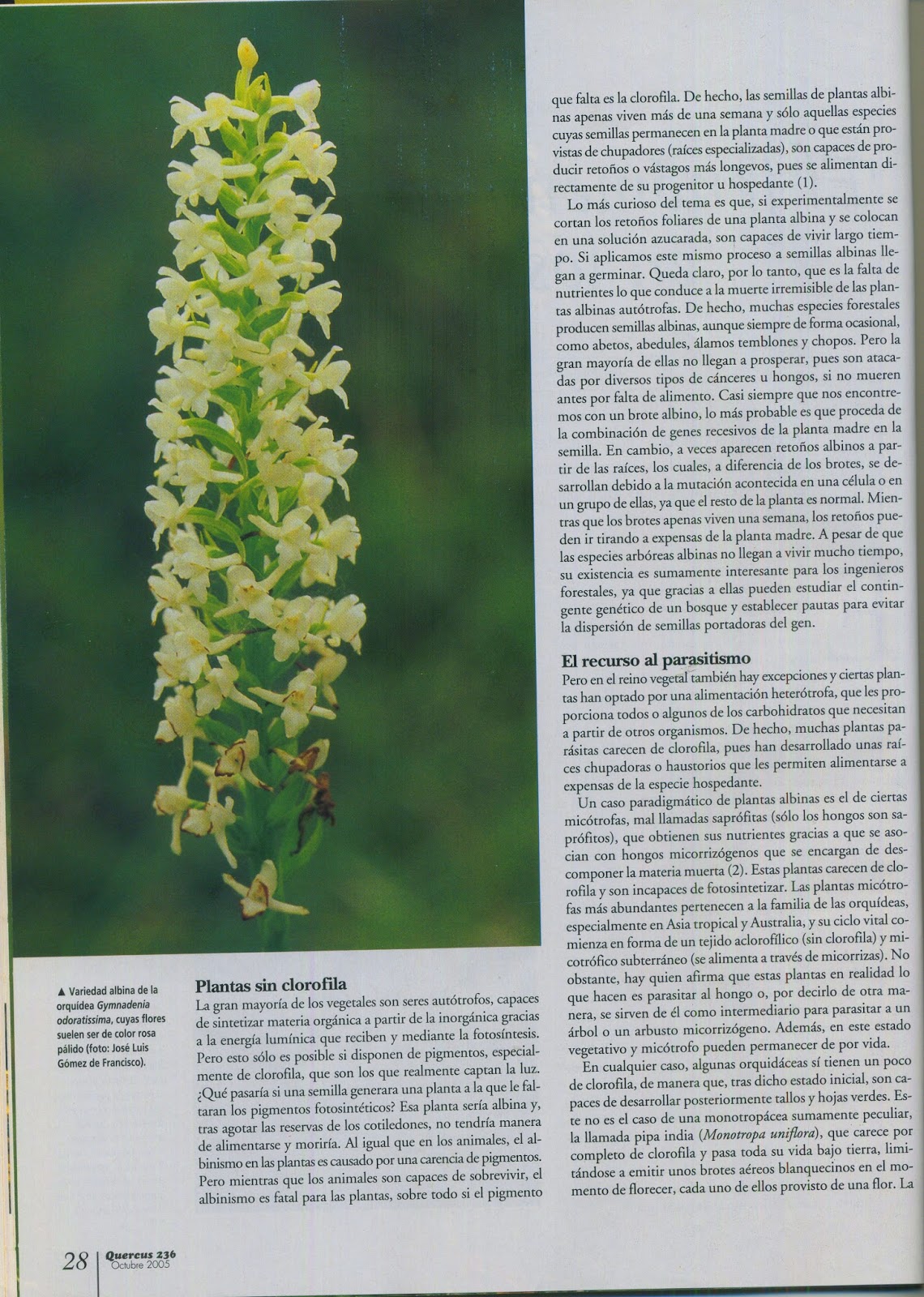 Txirpial: LAS PLANTAS ALBINAS