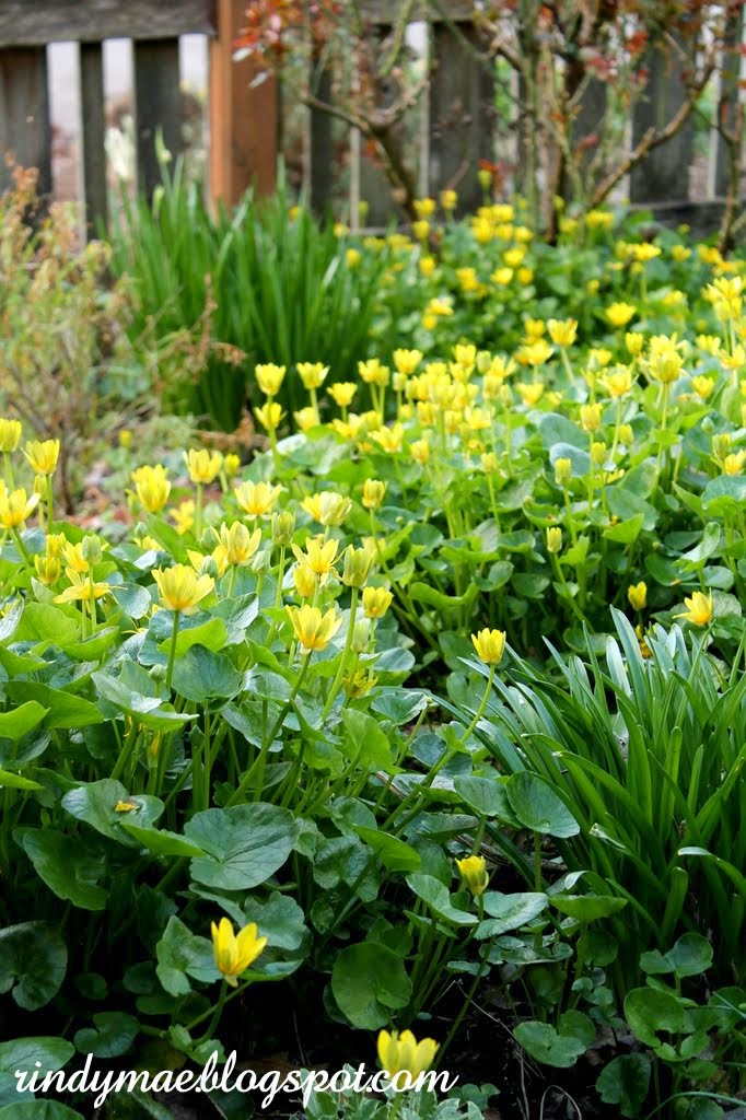 Rindy Mae: The Third Week Of March In The Garden