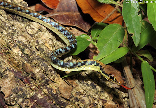 Ular Asli Indonesia: Colubridae