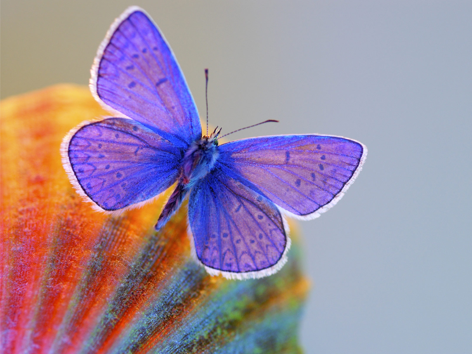 HD Butterfly Wallpapers For Desktop ~ High Definition Wallpapers|Cool ...