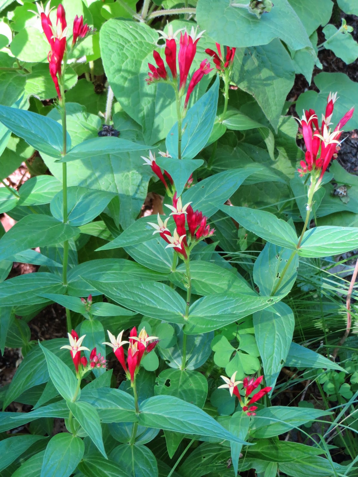 The Gardener's Eye: Indian Pink in the Woodland Garden