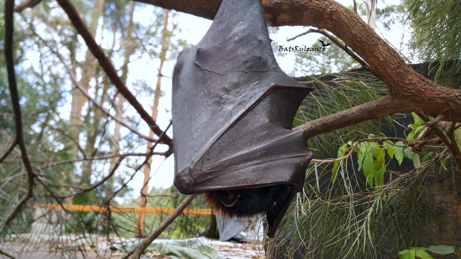 Rehab - Megabats, baby bat, Microbat