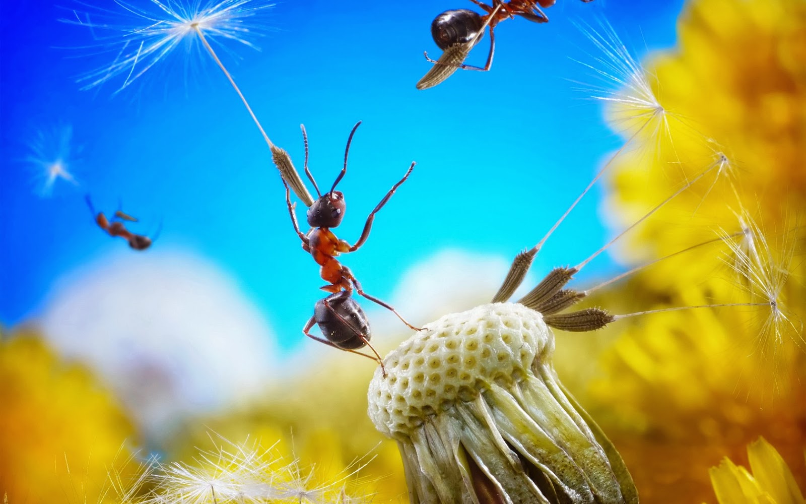 Ants Wallpaper on PC Free - beautiful desktop wallpapers 2014