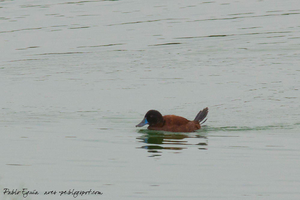 mis fotos de aves: Oxyura ferruginea Pato Zambullidor Grande Andean Duck