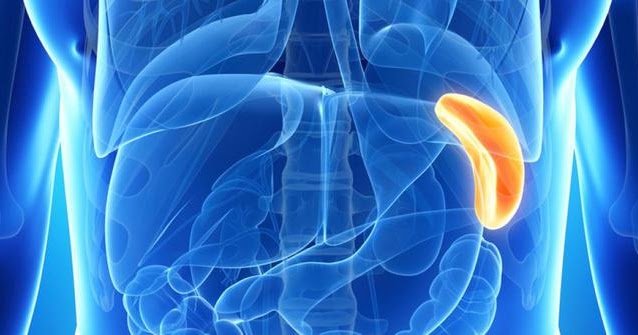 Cara Mengobati Limpa Bengkak / Splenomegali Dengan Obat Tradisional ...