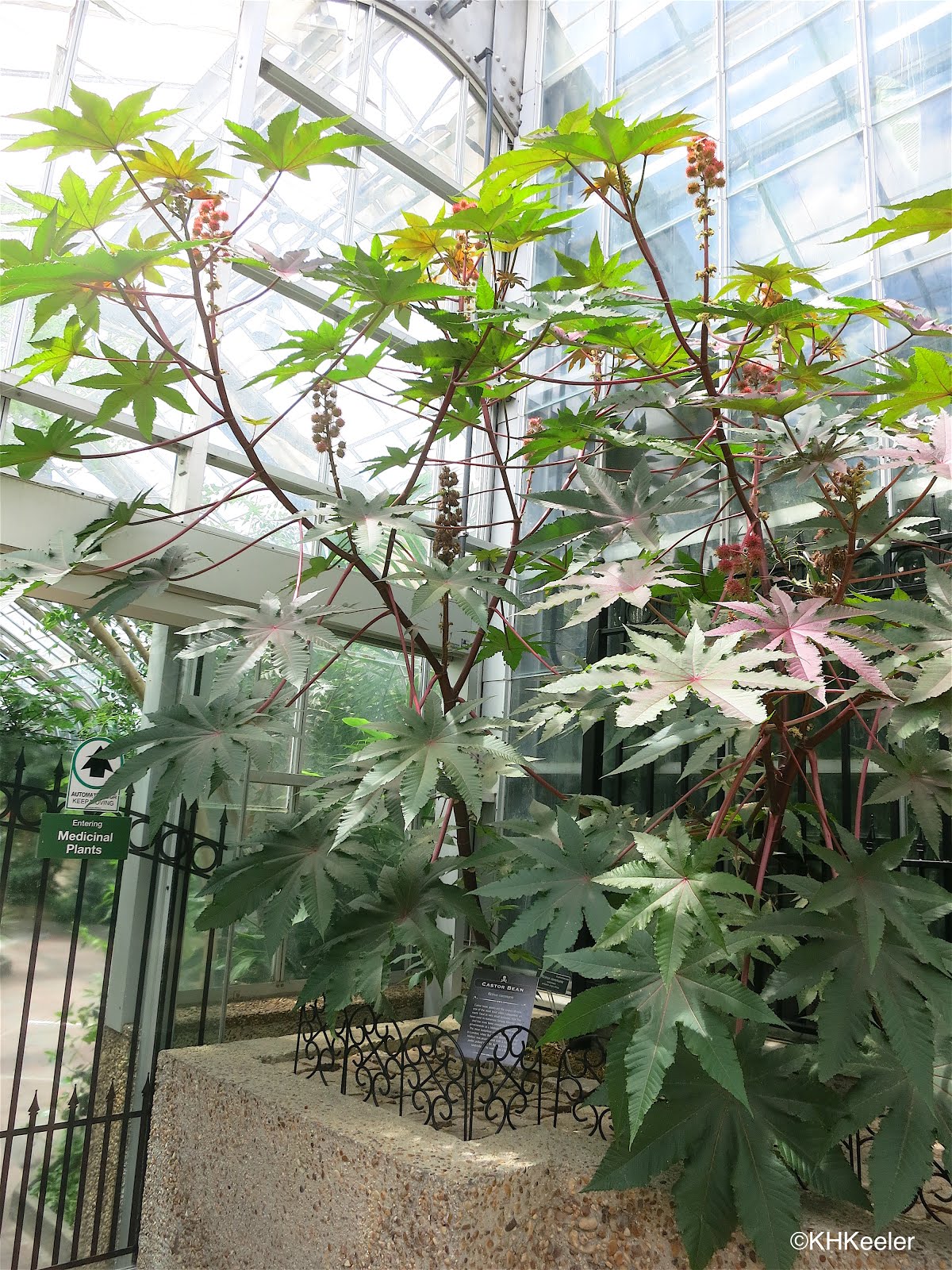 A Wandering Botanist: Plant Story--Castor, Tall, Beautiful and Deadly