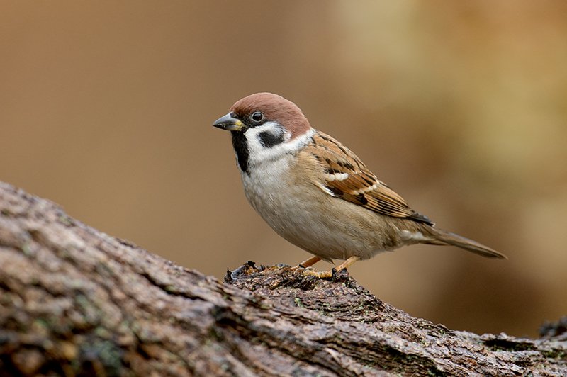 LA CIENCIA DE LA VIDA: El gorrión, Ave del Año 2016