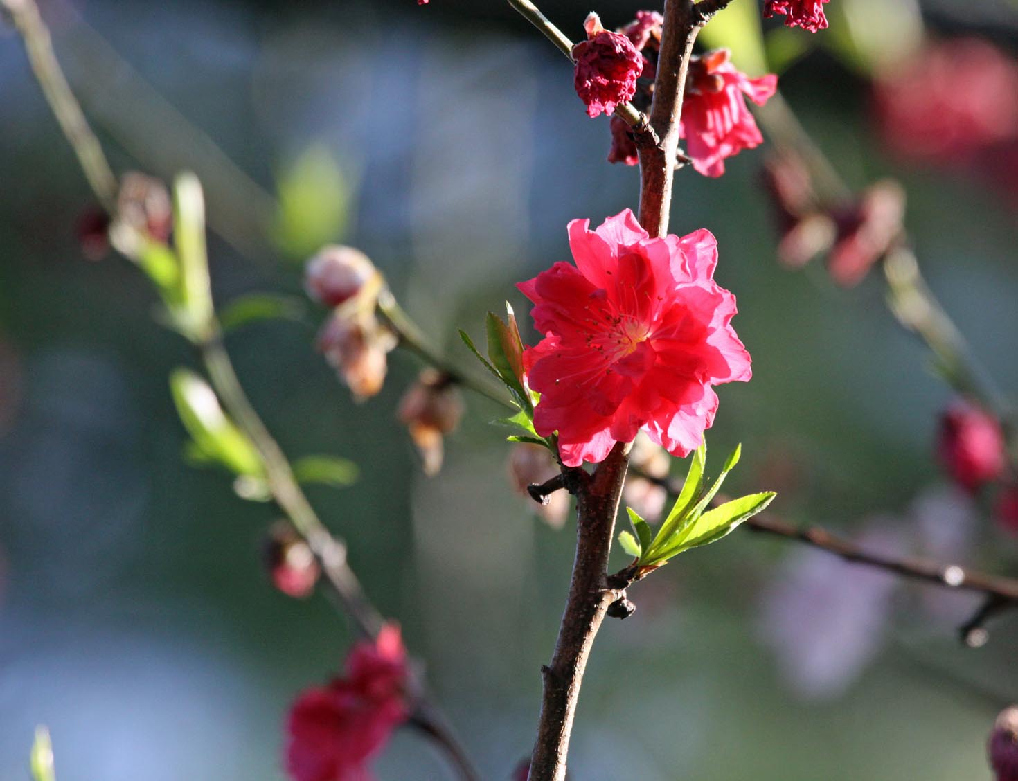 Southern Lagniappe: The Glory of a Peach Tree in Spring