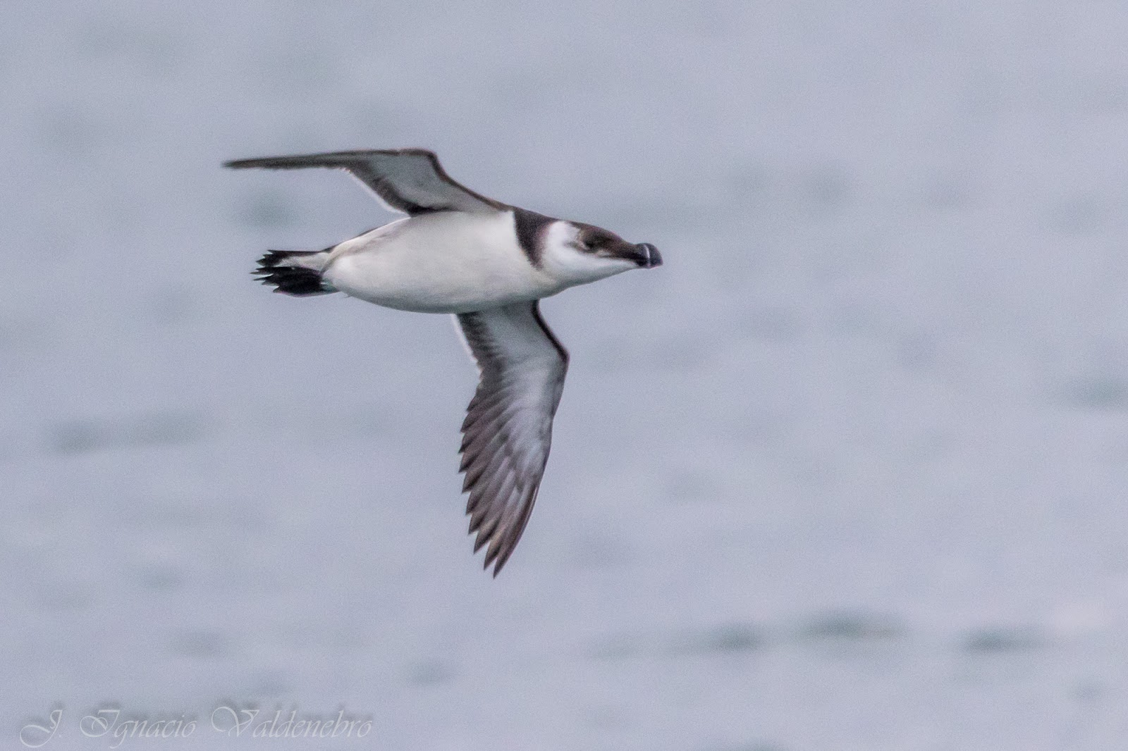 DocNatureBlog: El pingüino europeo. Alca Común (Alca torda). Alca Monxa.