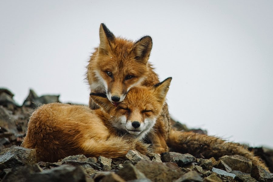 White Wolf : 15 Lovely Photos of Russian Foxes by Ivan Kislov Are ...