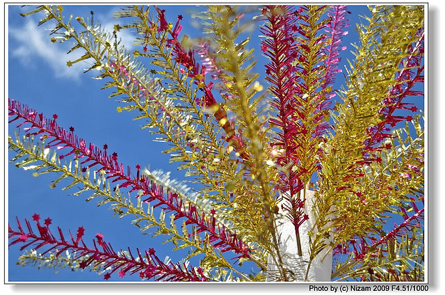 Minggu Dwibahasa 2013: Bunga Manggar